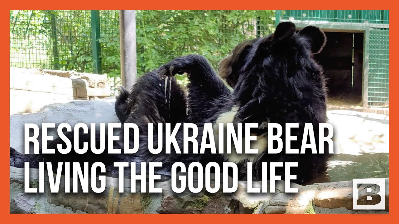 Bear Saved from Front Line Ukraine Town Gets Chance at Good Life in ...