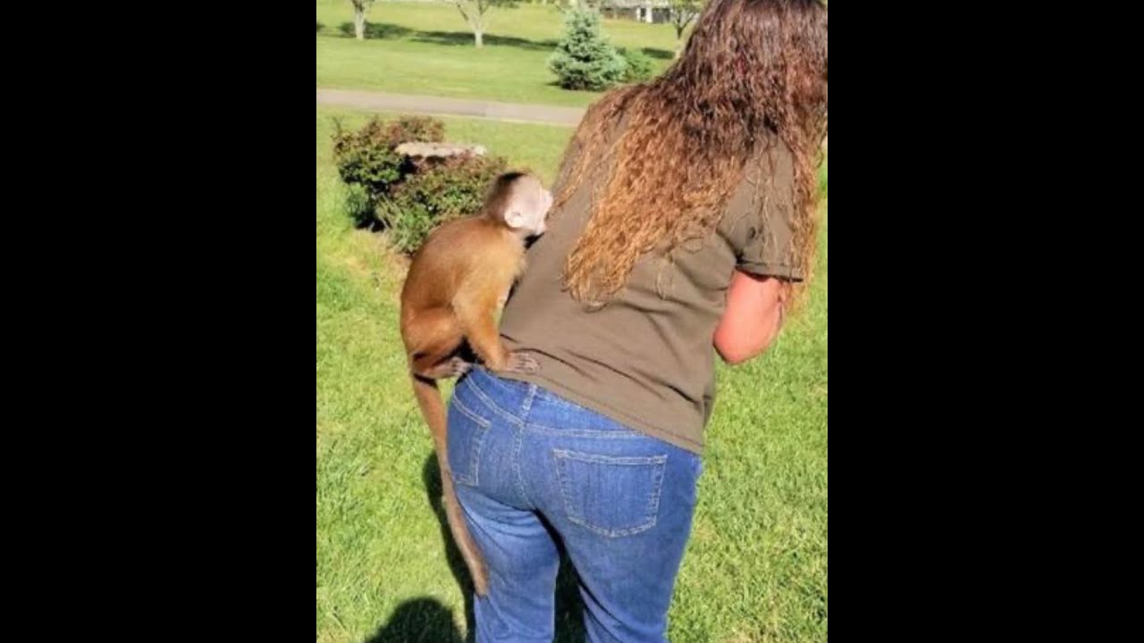 Summer Wells: Monkeys Loose in Rogersville, Tennessee - YouTube
