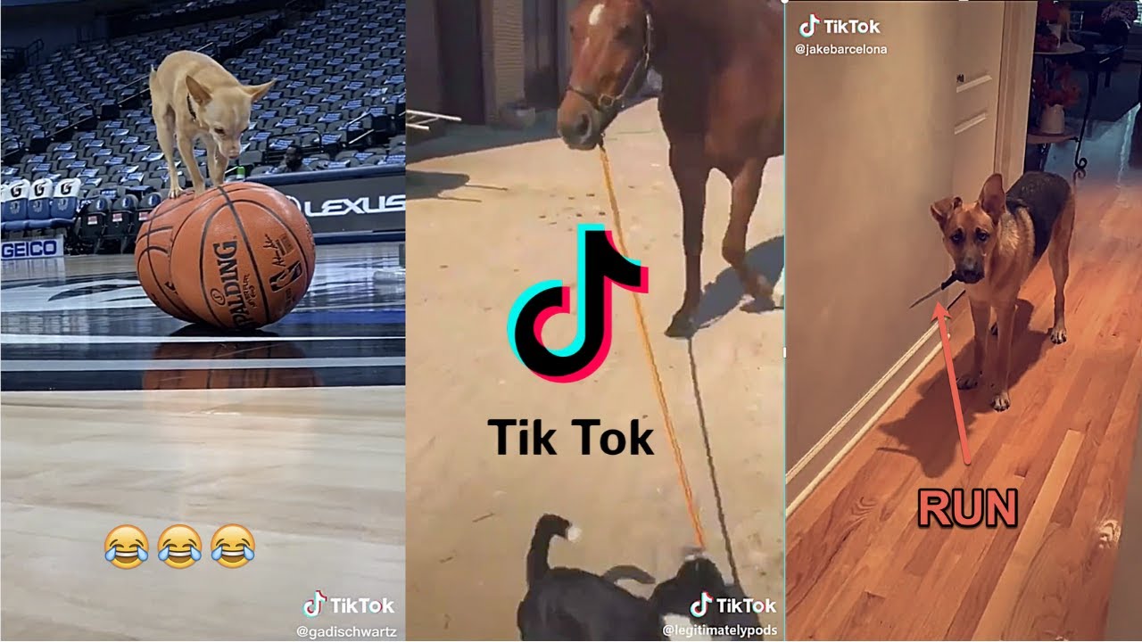 Tik Tok Compilation 2020 | Funny Dog Memes - YouTube
