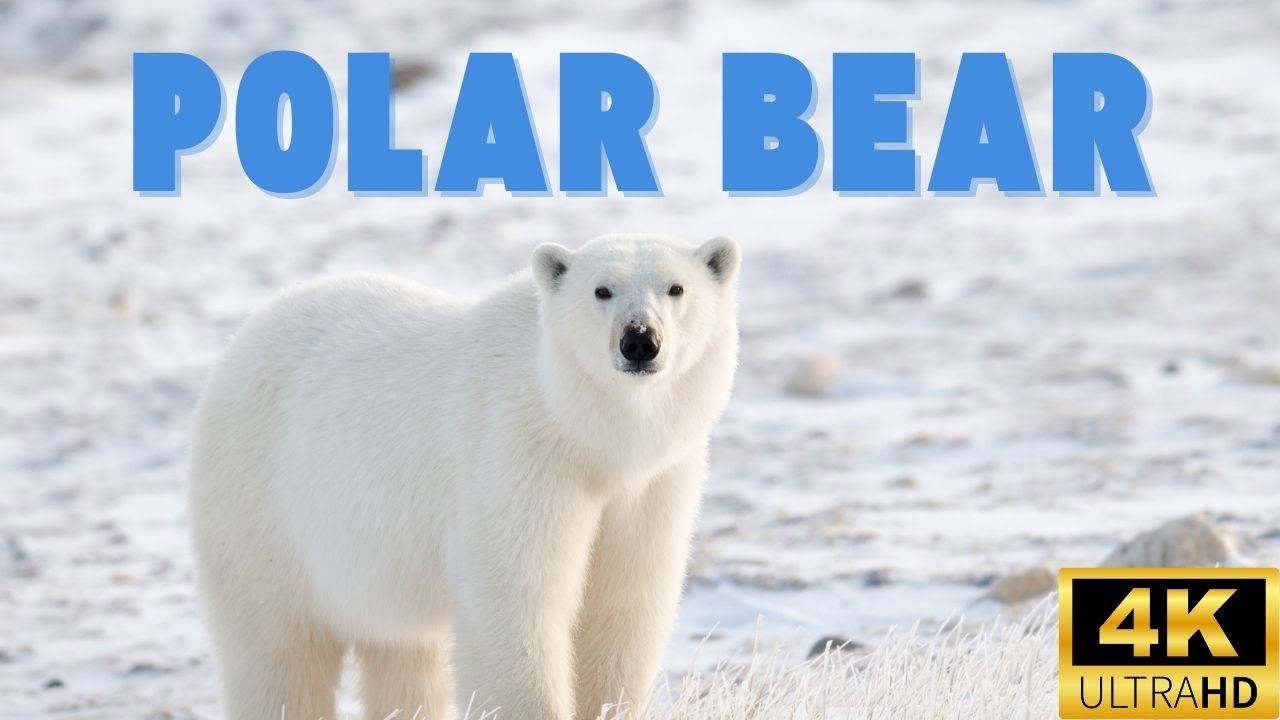 Polar Bears | Guardians of the Arctic | 4K HDR Wildlife Documentary ...