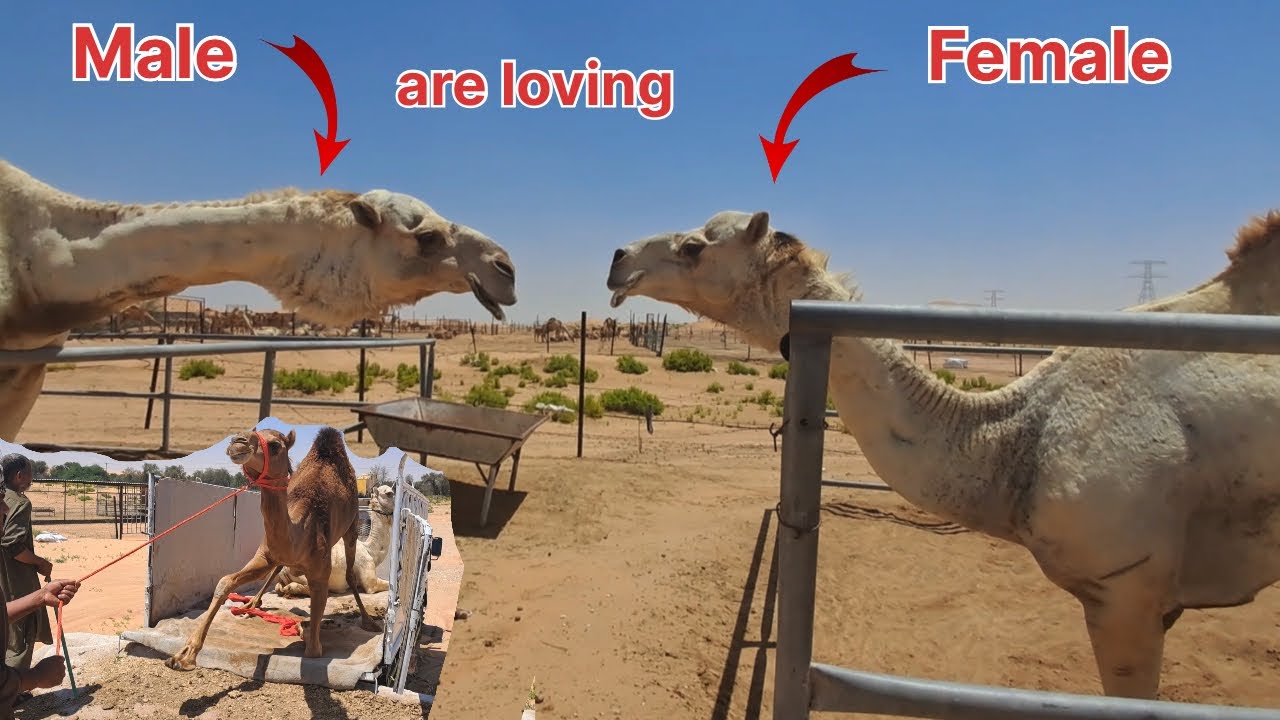 2 Big Camel 1 Female Camel Life Camel video amazing Male Camel video ...