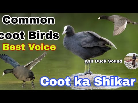 Coot birds hunting voice Top world sound | Coot ka Shikar | All birds call sounds | Coot birds video