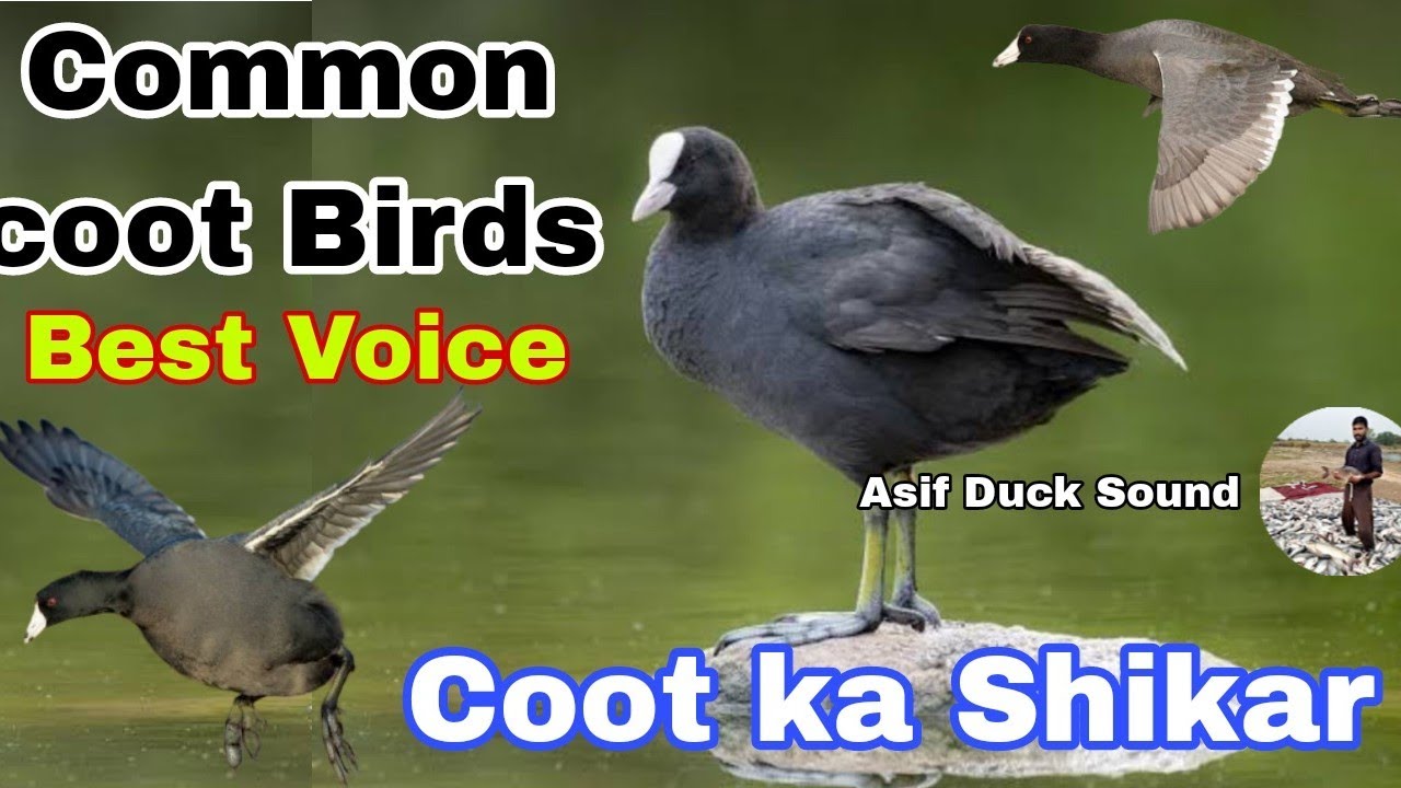 Coot birds hunting voice Top world sound | Coot ka Shikar | All birds ...