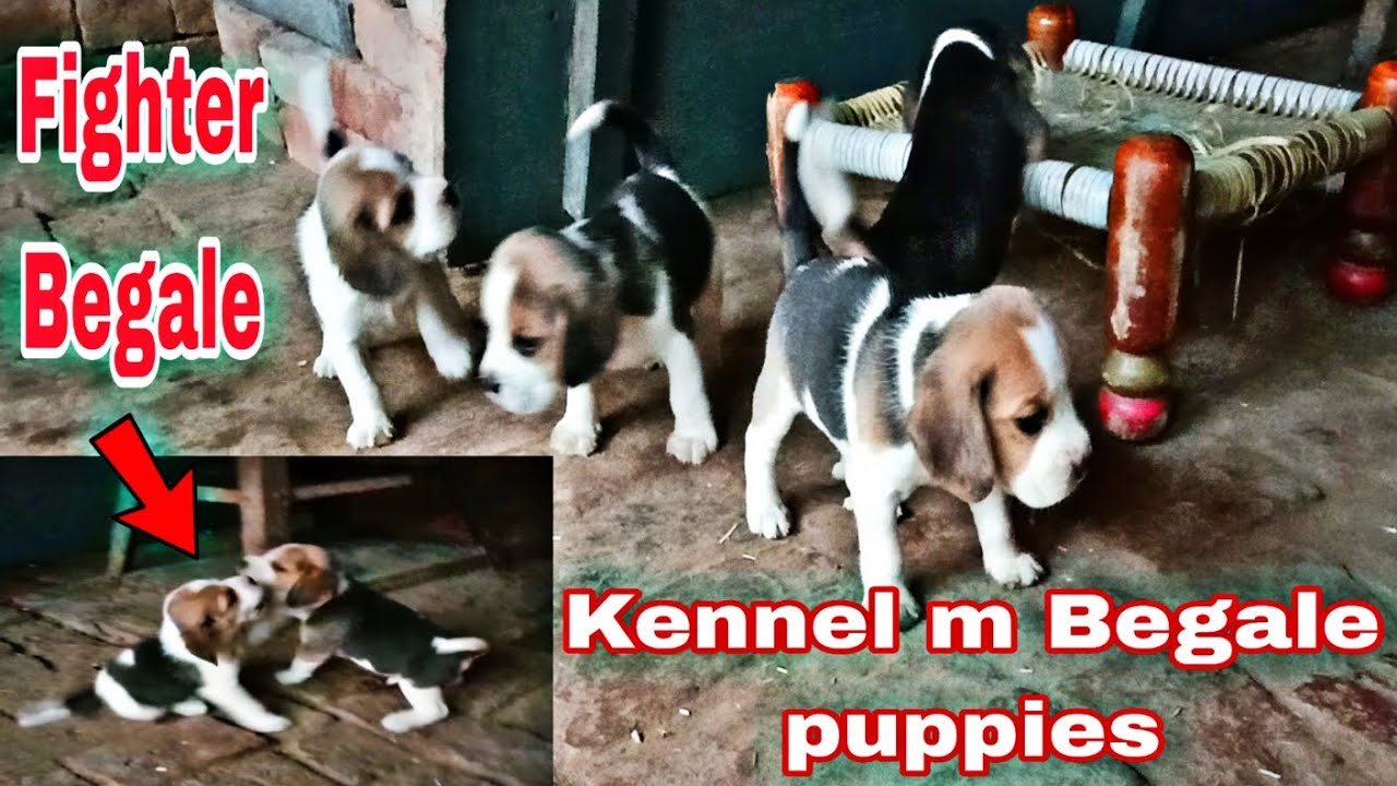 Beagle dog fight || Kennel m beagle puppies available for sale - YouTube