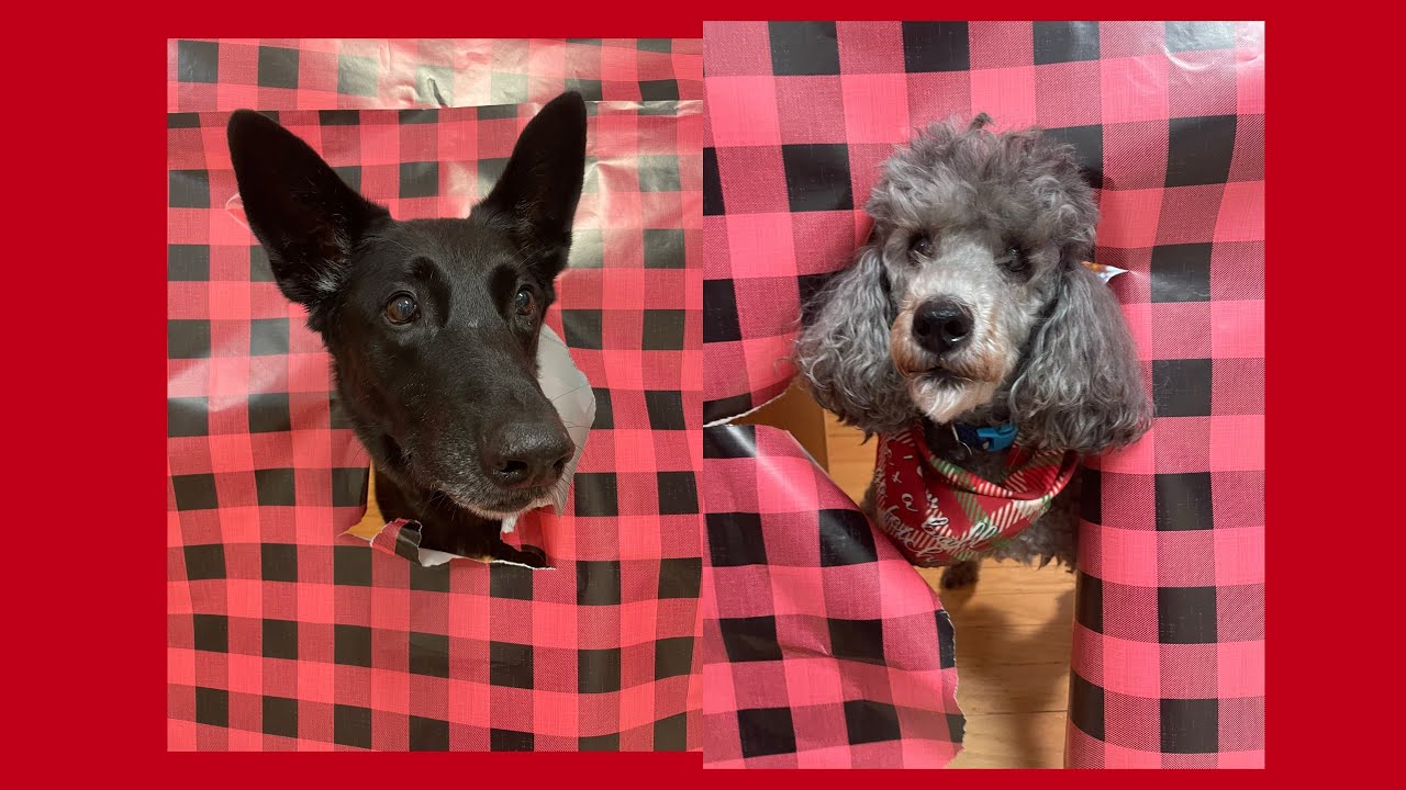 Trying the viral wrapping paper photo shoot! 🎄 - YouTube