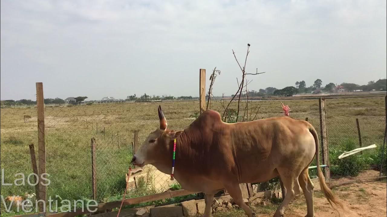 Tsob paj zoo tshuaj - YouTube