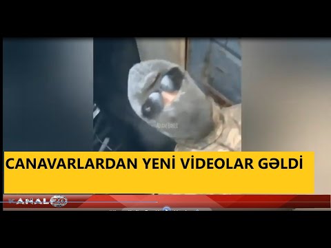 CANAVARLARIMIZDAN YENİ VİDEOLAR GƏLDİ