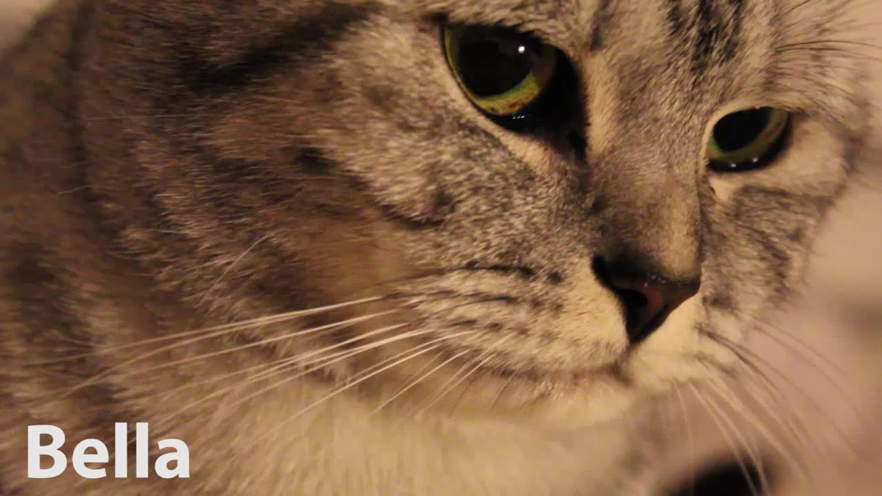 Documentary Of House Cats! - YouTube
