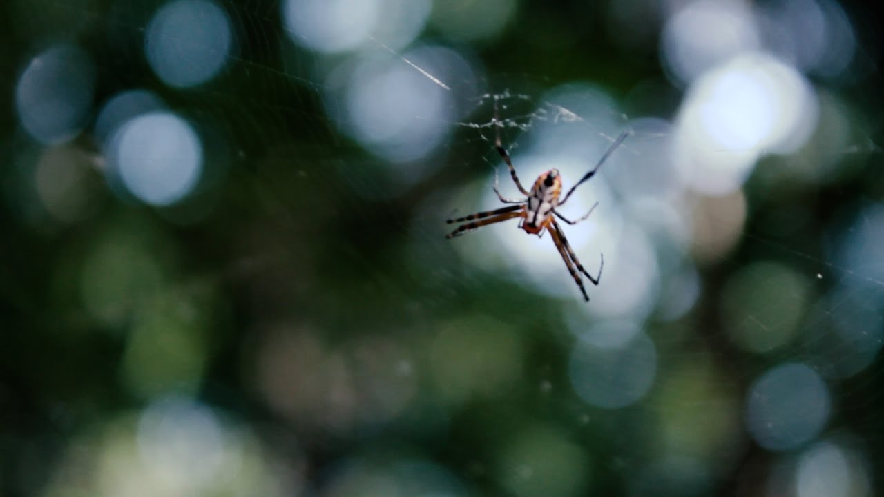 LIT-AG (Art Appreciation Short 2017) - YouTube