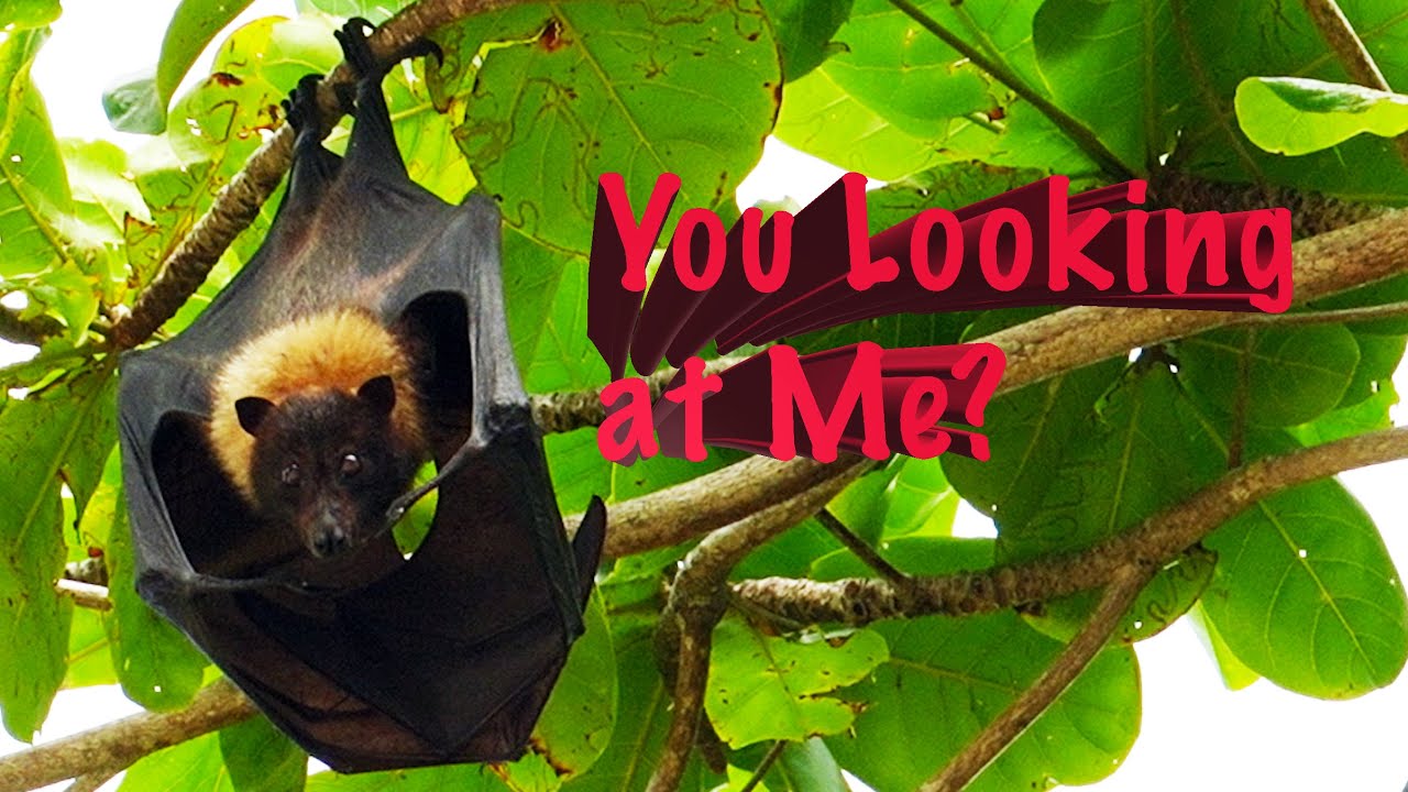 Fruit Bats of American Samoa - YouTube