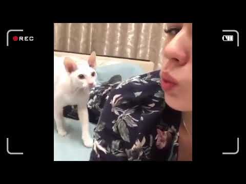 Cat slap girl while taking selfie //funny moment