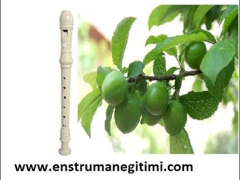 Flüt Eğitimi - Erik Dalı Gevrektir Flüt
