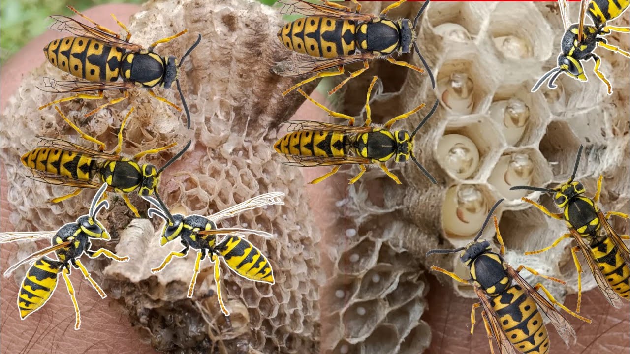 Ïa Bam Ngap 🐝 Ha Khlaw.🤤 - YouTube