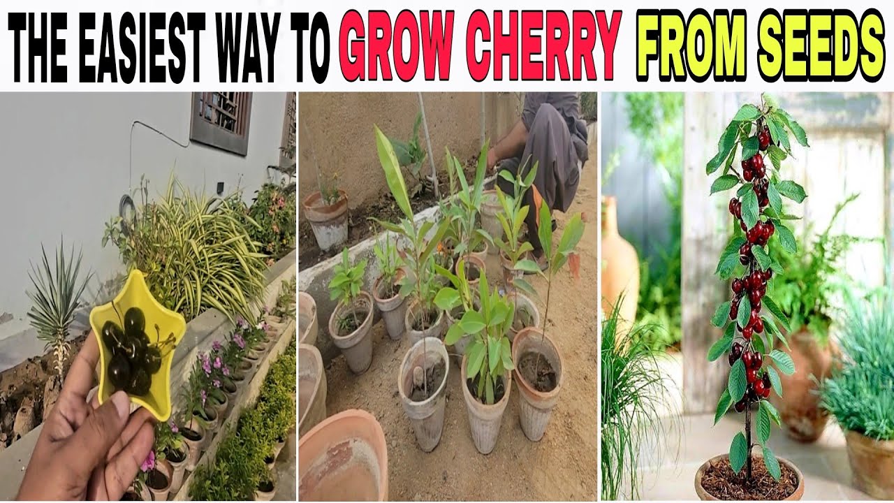 How to grow Cherry Plant from Seeds in Pot at Home Fast and Easy | How ...