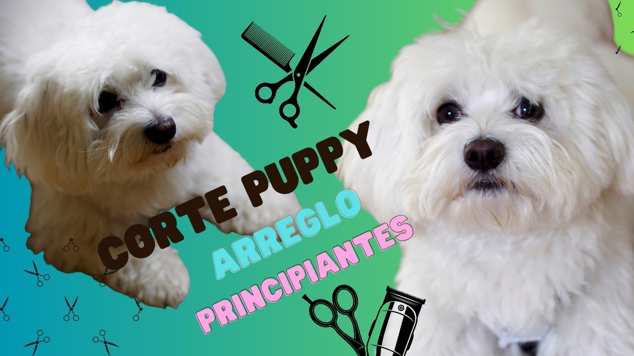 Corte de pelo en perros para PRINCIPIANTES ( Material necesario) - YouTube