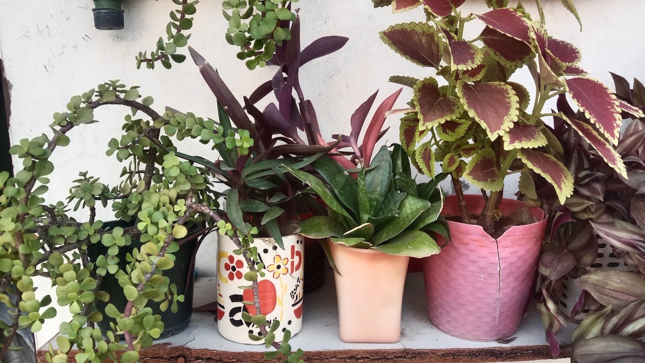 10 Plant to grow in cups /coffee mugh/plastic Botal/counter plant with ...