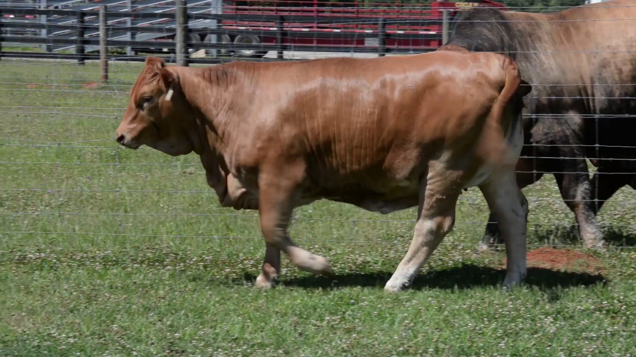 Southern Cattle Online Hiefer Sale May 2017 Tag 601 - YouTube