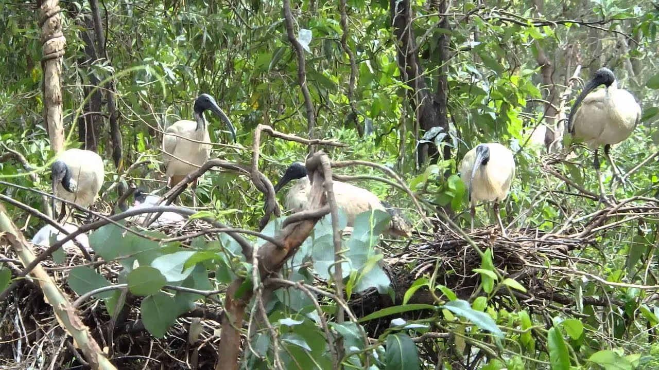 Group of Ibis with chicks - YouTube