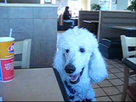 Canis lupus familiaris - Lan Standard White Poodle Cute Dog - YouTube