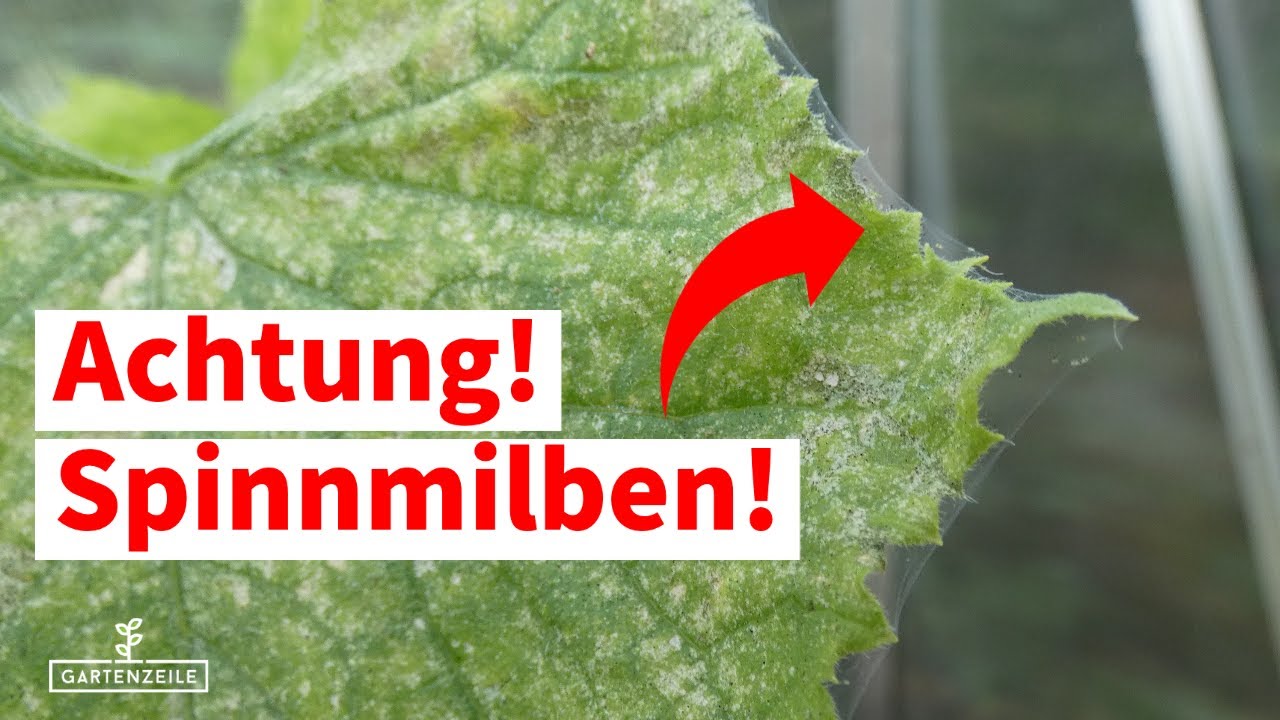 Spinnmilben an Gurken? So bekämpfst du sie erfolgreich! - YouTube