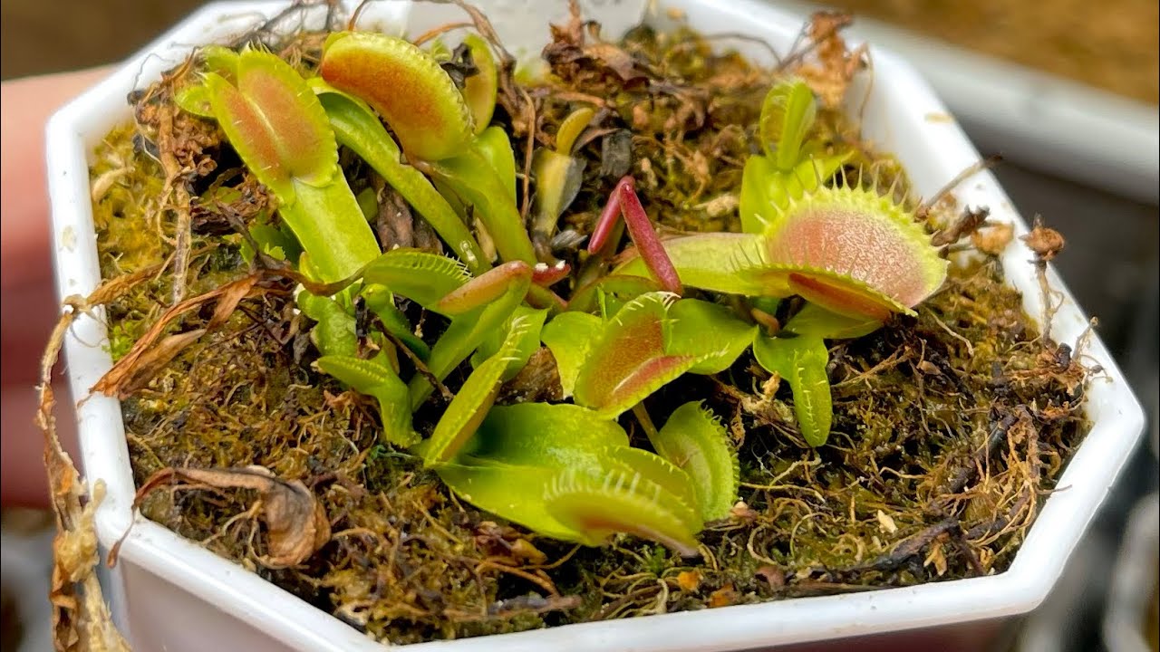 Feeding Frenzy | Feeding Fat Juicy Blood Worms To Venus Flytraps - YouTube