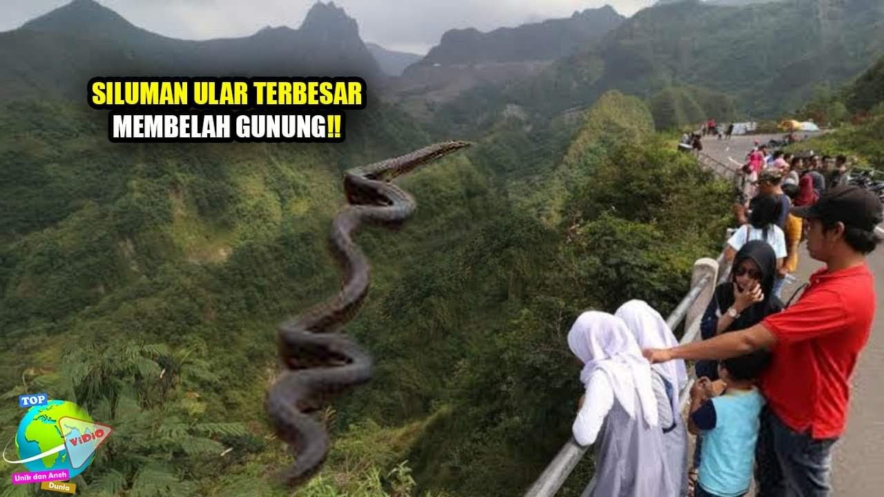 Penampakan Ular Sepanjang 10 Kilometer!! Inilah 3 Siluman Ular Terbesar ...