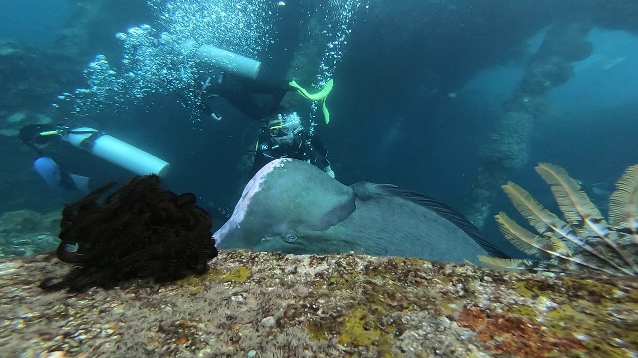 Dive karang asem bali - YouTube