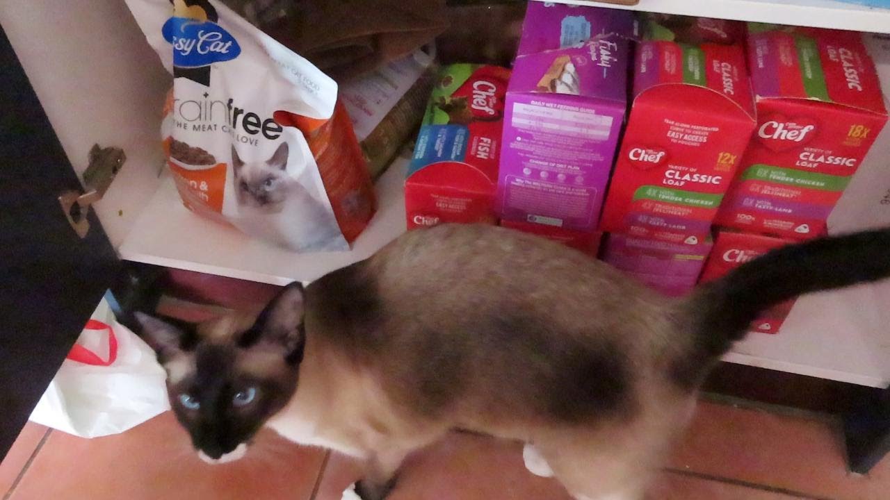How to get through a Cyclone with your Cats - YouTube
