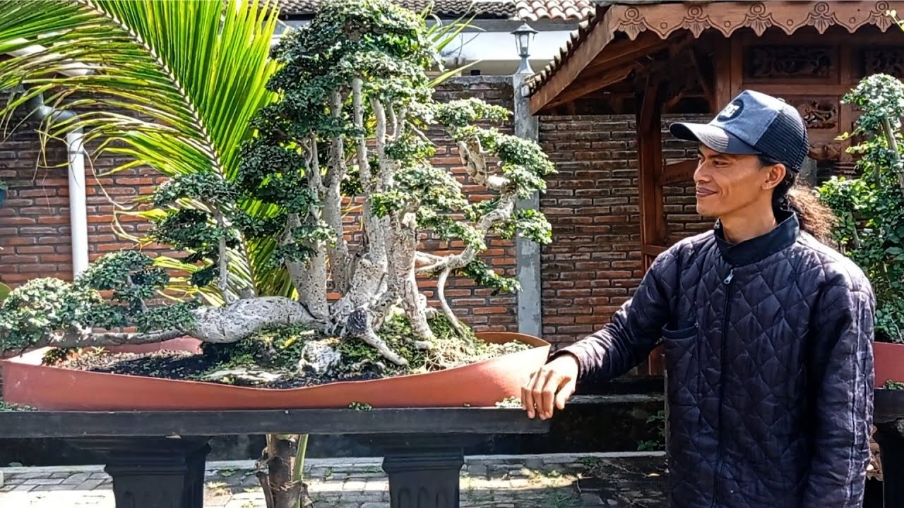 review koleksi bonsai mahal dan langka ini bikin kolektor bonsai iri ...