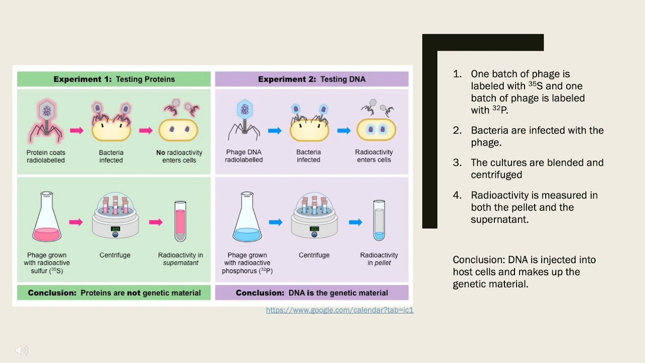 Hershey & Chase Bacteriophage Experiments, Haley Tysinger, GN311 - YouTube