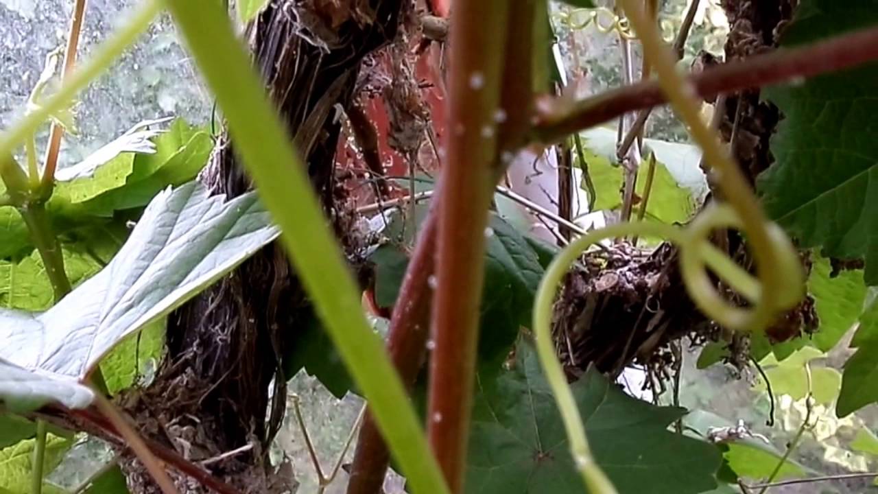 Grape Pearls or Sap Balls on Vines - Nature Insights - YouTube