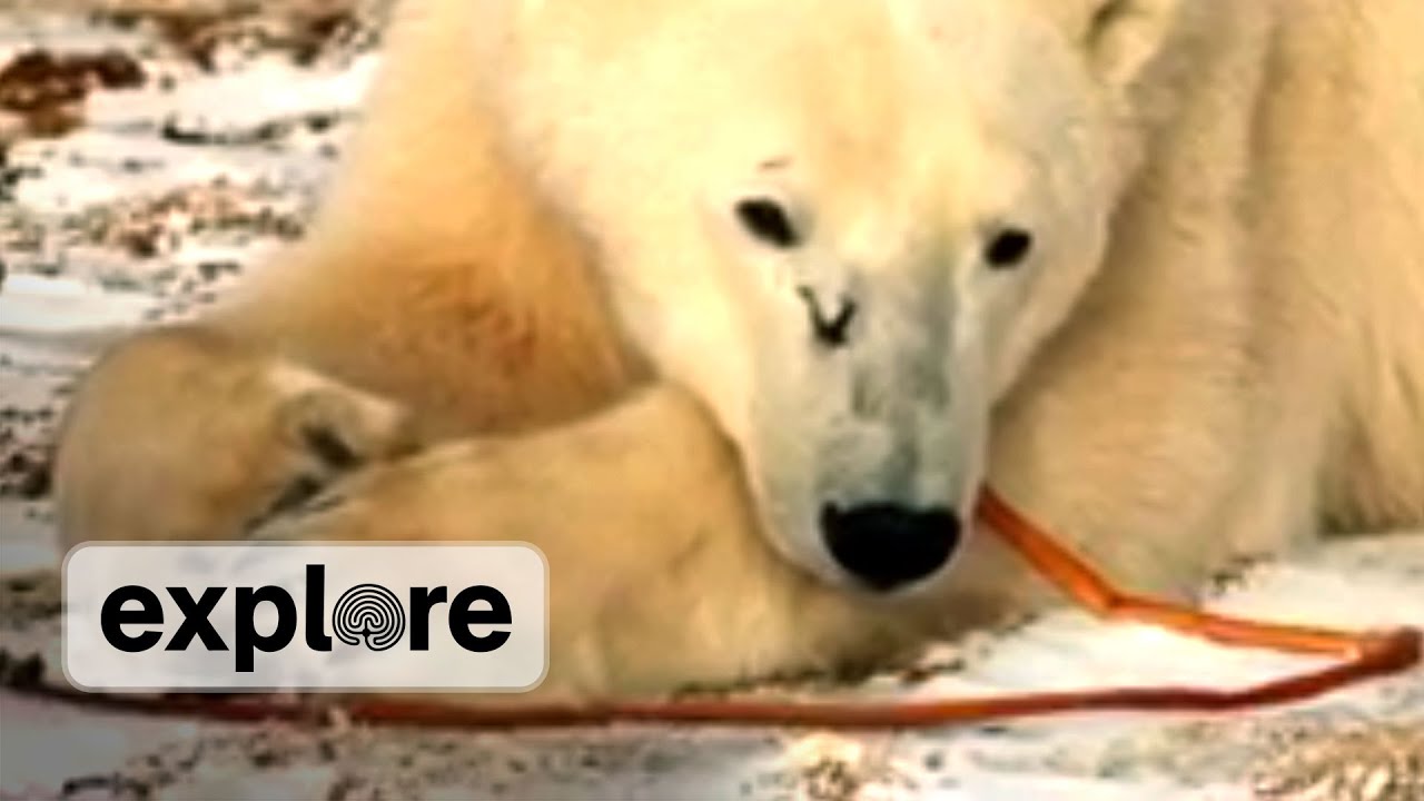 Polar Bear Napping (HD) - YouTube
