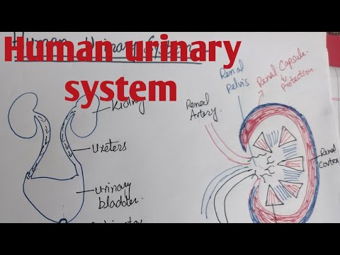 Human urinary system |kidney structure and functions| class 12 biology ...