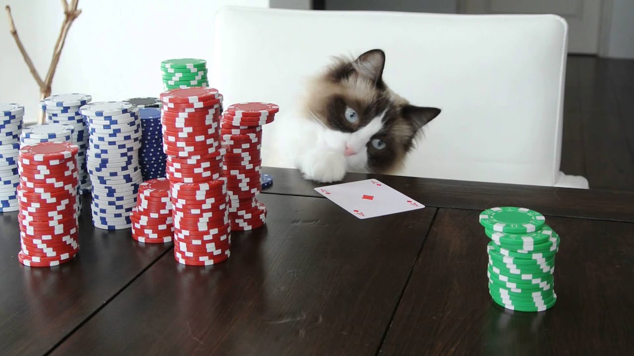 Cat playing Blackjack (and...plays it well) - YouTube