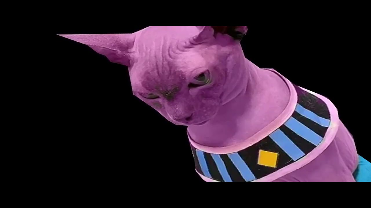 Beerus Kitty Cat Dance - YouTube