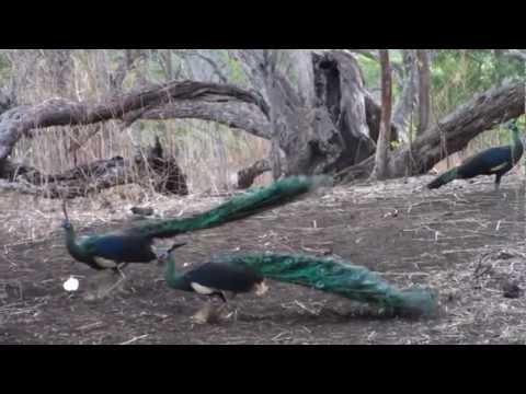 Pavo muticus who's the boss here Baluran National Park Java Indonesia