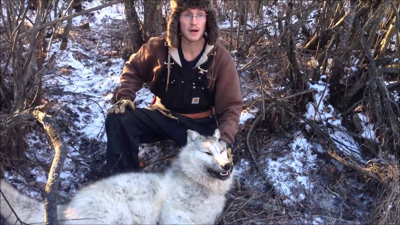 Snaring Wolves and Coyotes Nov.15 - YouTube