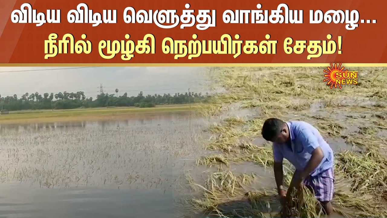 TN Heavy Rain | Submerged Paddy Fields | Farmers Sad | Agriculture ...