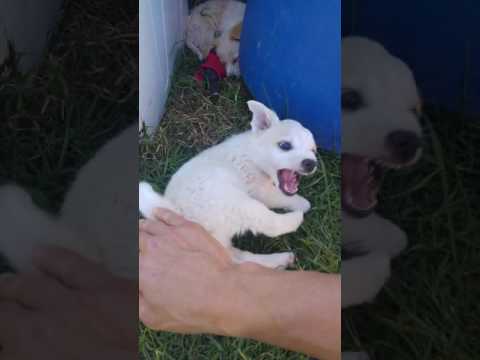 Yavru ve sinirli köpekler