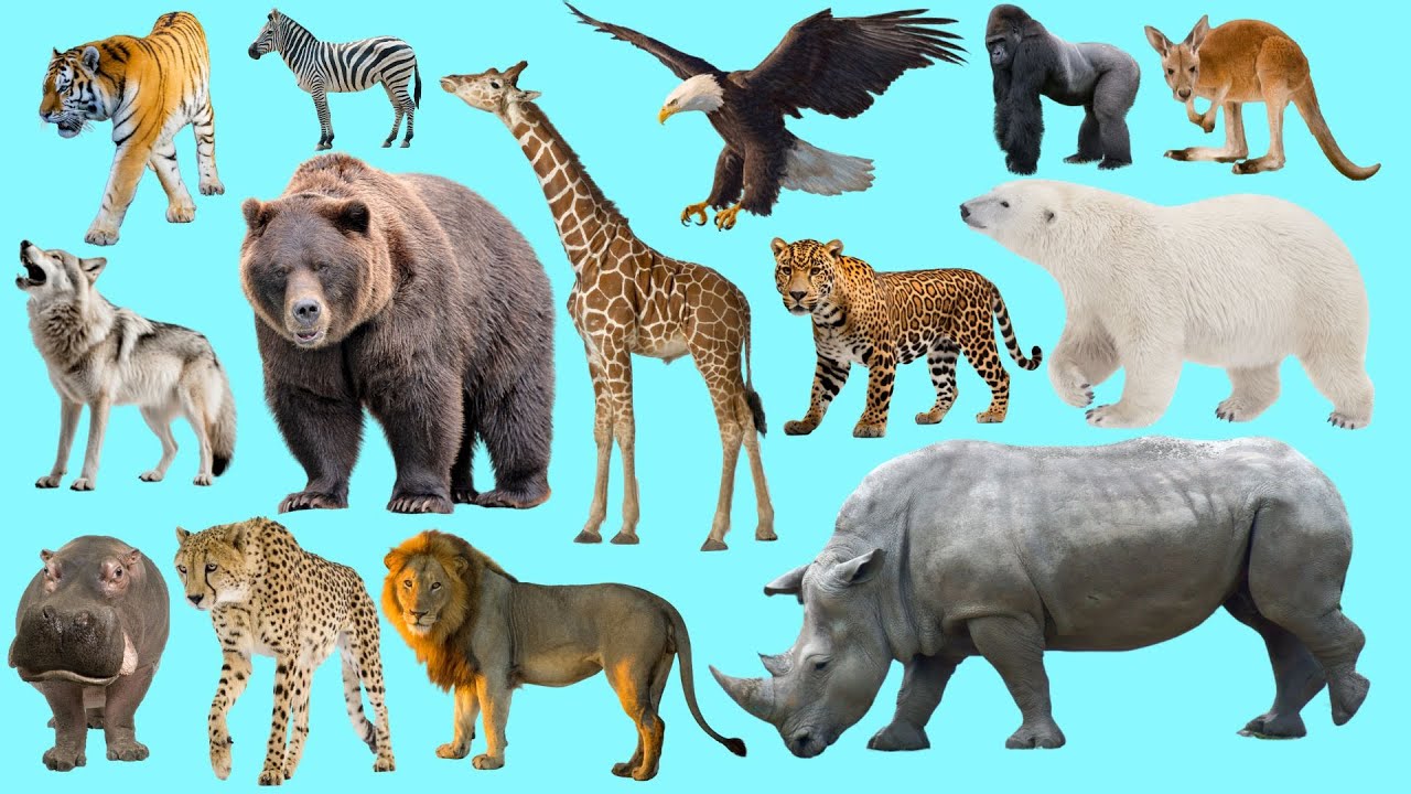 learn WILD ANIMALS names and sounds in ENGLISH - YouTube