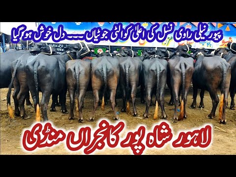 Lahore Cow Mandi Ki Top Quality Jhotian || How To Start Nili Ravi Dairy ...