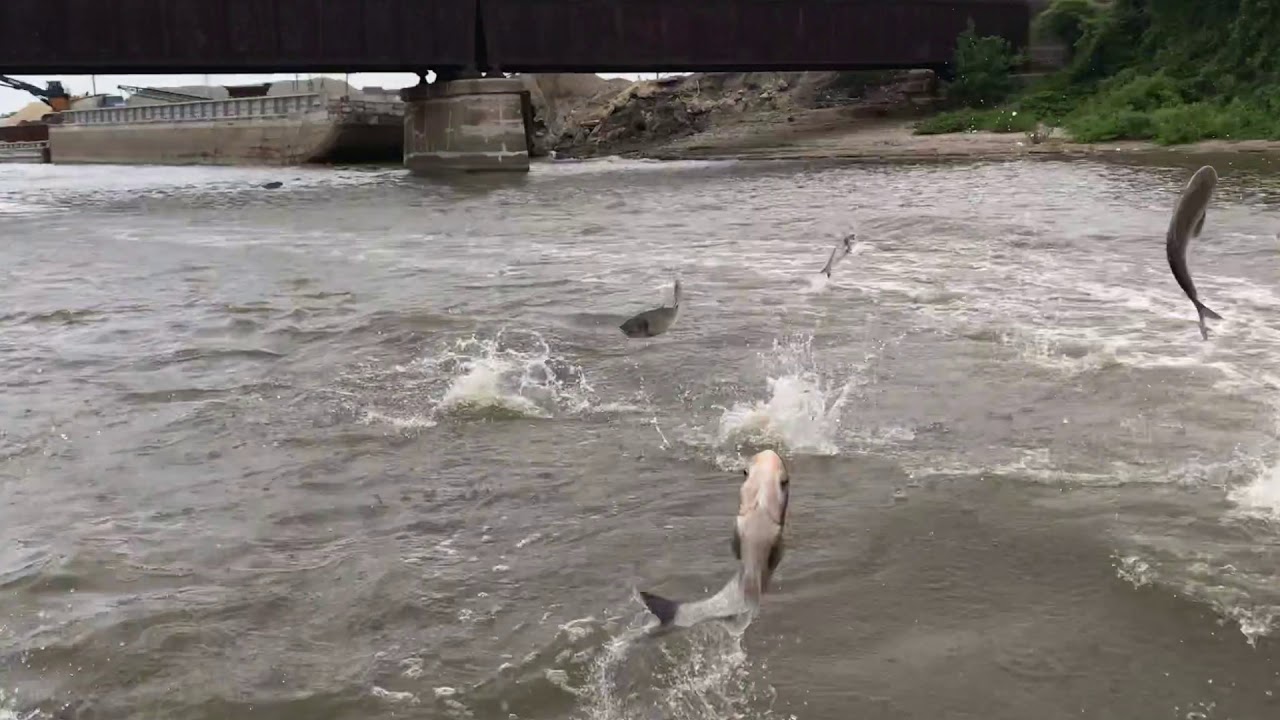 2018 Bowfishing Asian Carp Peoria Carp Hunters - YouTube