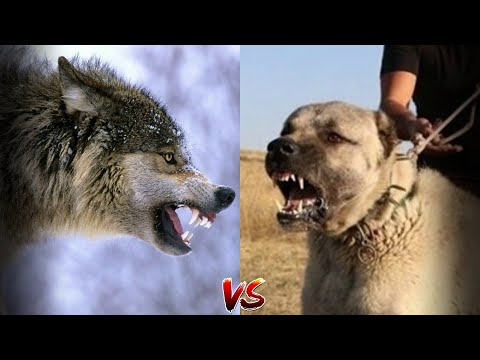 ВОЛК ПРОТИВ КАНГАЛА - КТО ПОБЕДИТ?