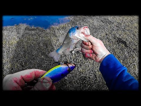 Acme Dam - Bass Fishing - YouTube