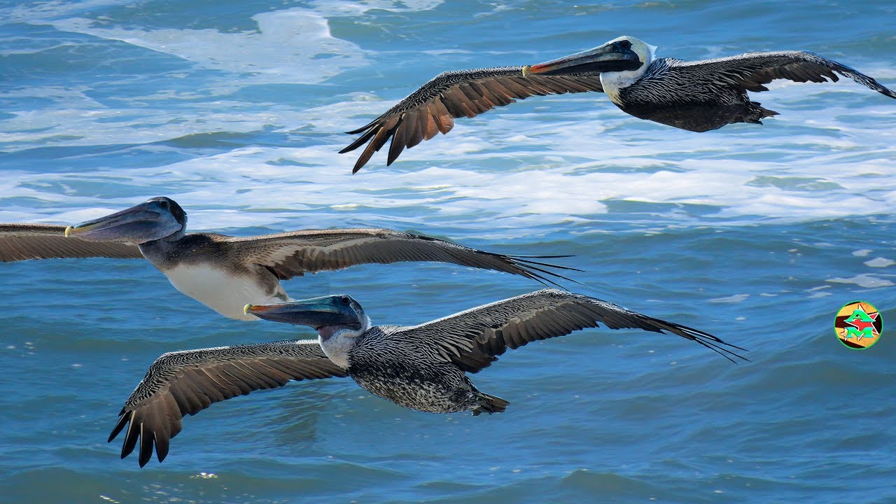 VUELOS DE AVES PELÍCANOS EN MAR - Pelican Feeding Frenzy - YouTube