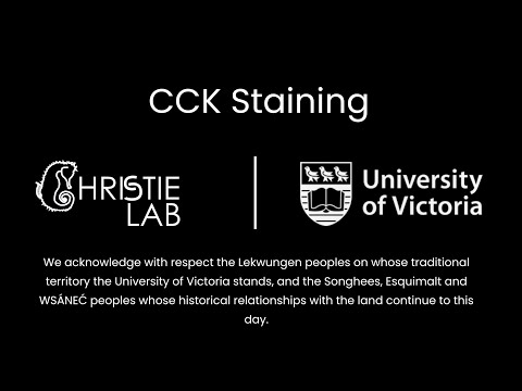 CCK Staining