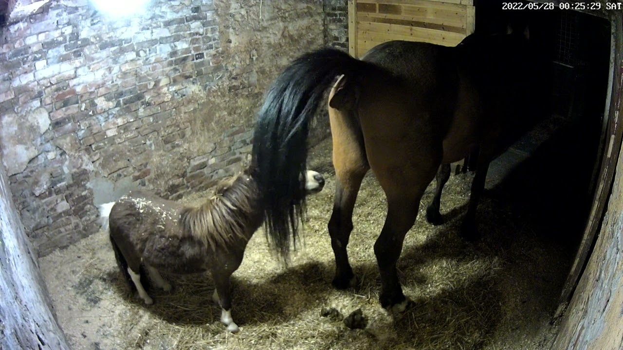 Horse takes a dump on miniatyre horse - YouTube