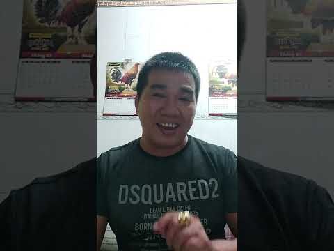 gà tử mị dơi .và gà tử mị nhìn như thế nào mới ok