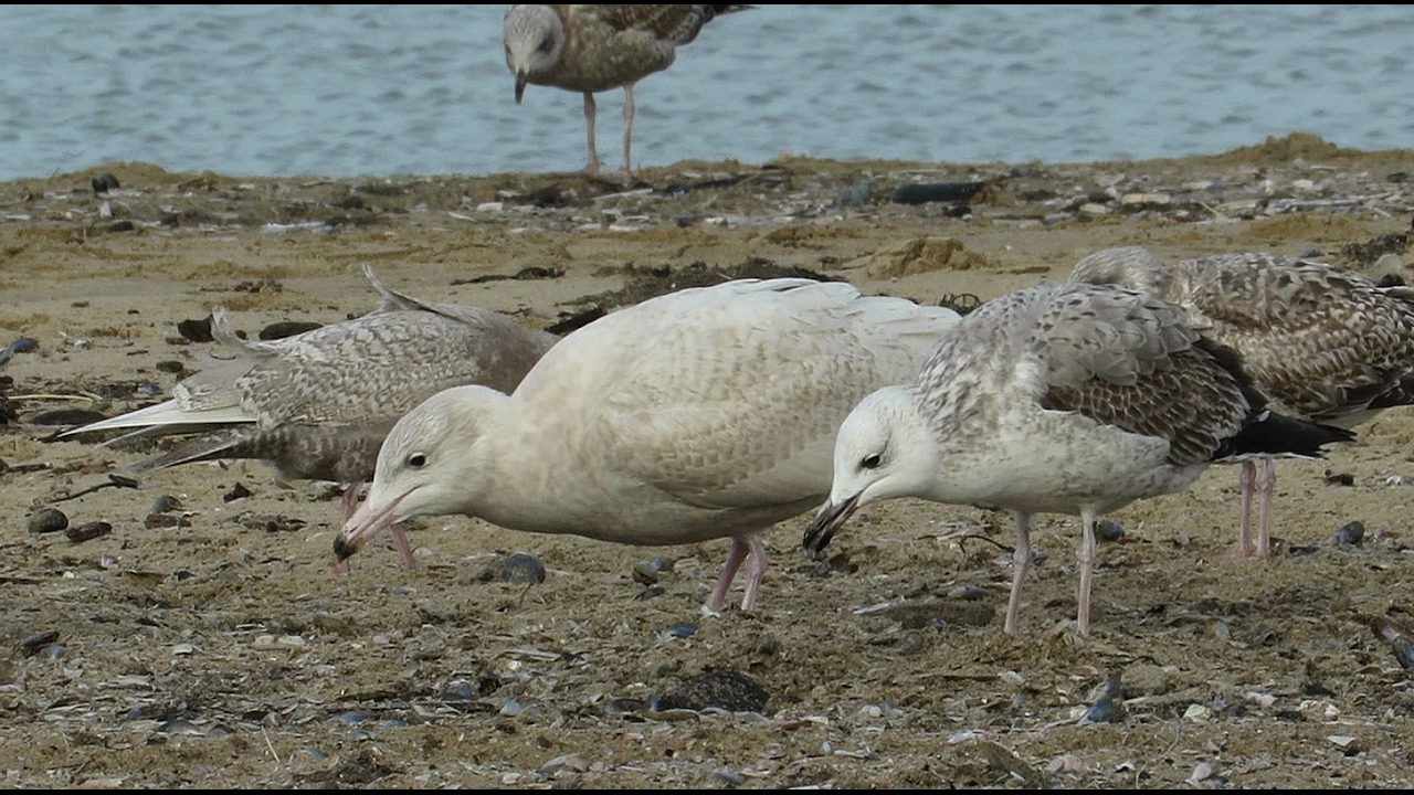 First winter Caspian Gull in very rare company / Scheveningen ...