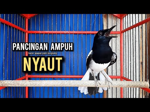 SUARA BURUNG kacer gacor NGEPLONG tarung ini paling ampuh buat PANCINGAN KACER agar EMOSI NYAUT